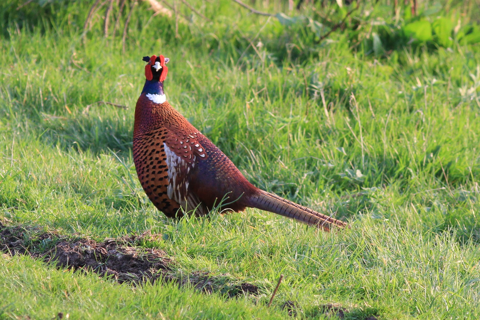 Gallery – Barrow Castle